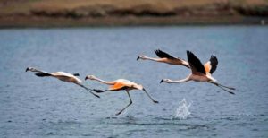 La parihuana inspiró a la bandera del Perú