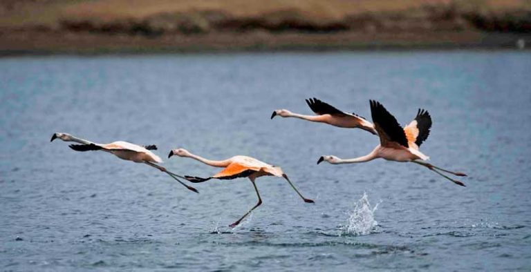 La parihuana inspiró a la bandera del Perú